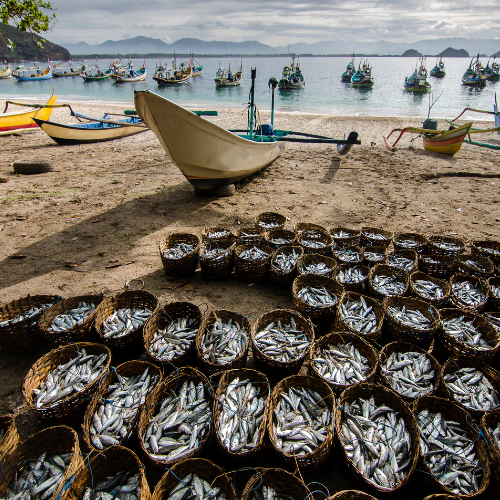 Models for Sustainable Fisheries | Past Projects | CANSSI